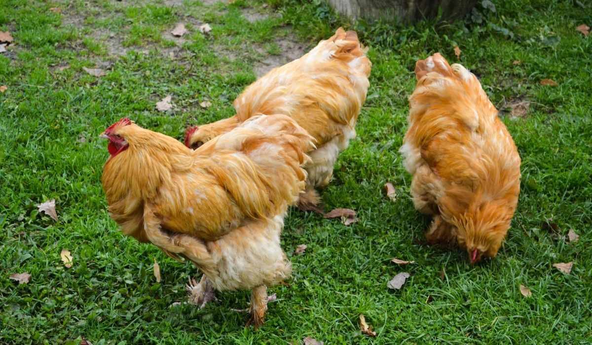 About Cochin Chicken Breed 10 Guidelines To Raise!