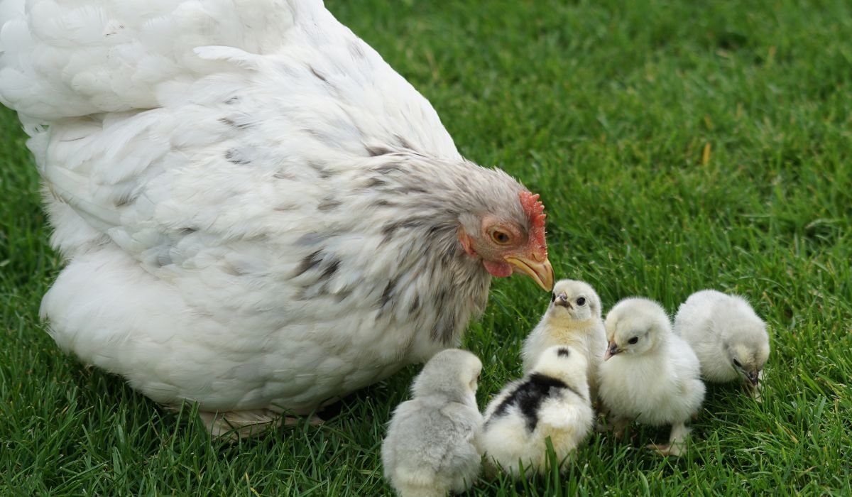 About Cochin Chicken Breed 10 Guidelines To Raise!