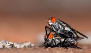 How To Get Rid Of Flies In Duck Coop? 6 Easy Ways!