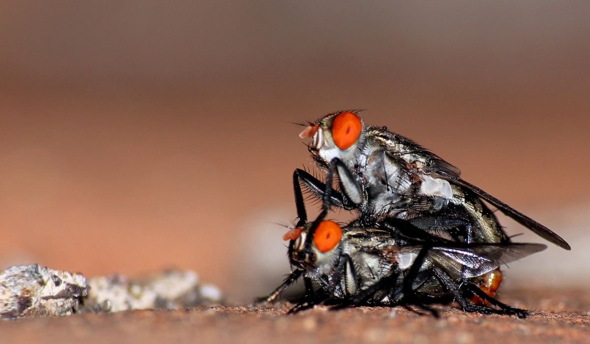 How To Get Rid Of Flies In Duck Coop? 6 Easy Ways!