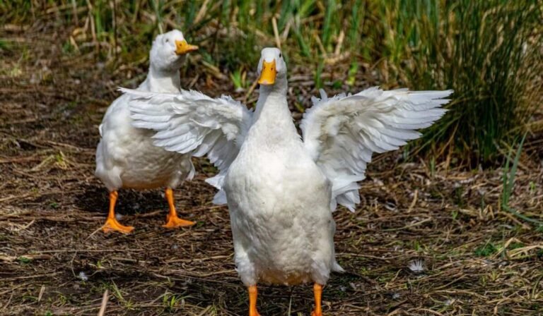 3 Notable Purposes Of The Pekin Duck Breed - FowlFamily