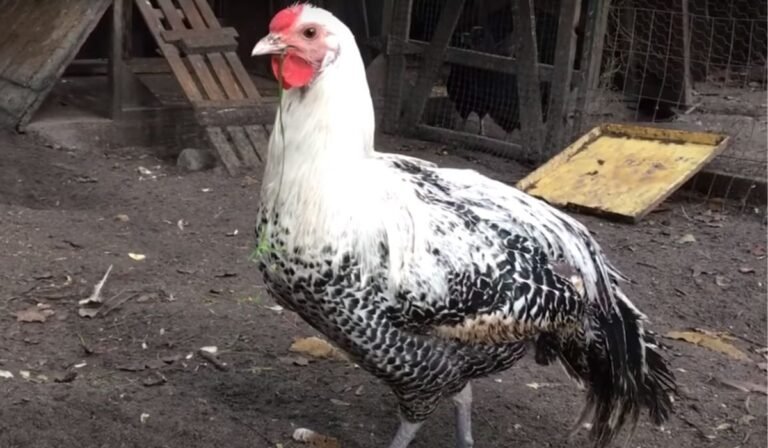 11 Guides To Raise Deathlayer Chicken Breed! - FowlFamily
