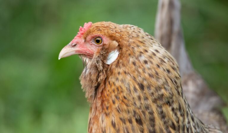 Ever Seen Colorful Eggs? Get Easter Egger Chicken Breed!