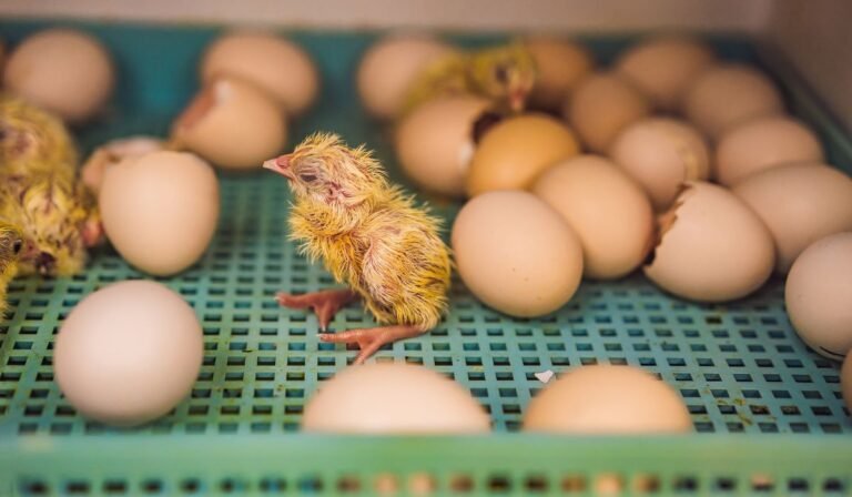 7 Causes For My Chick's Death After Hatching! - FowlFamily