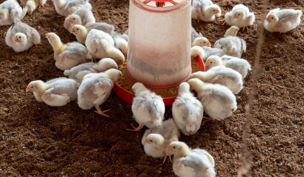 About Amberlink Chicken Breed - [3 Commercial Backlogs!]
