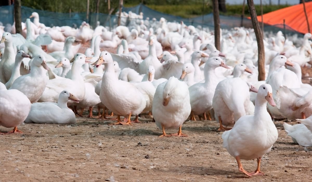 3 Notable Purposes Of The Pekin Duck Breed - FowlFamily