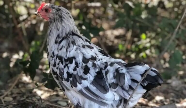 Blue Isbar Chicken Breed - How To Successfully Breed Them?
