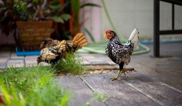 How Seabright Chickens Rock A Million Dollar Vibe!