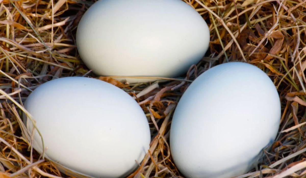 6 Personality Of The Sumatra Chickens! FowlFamily