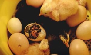 7 Causes For My Chick's Death After Hatching! - FowlFamily