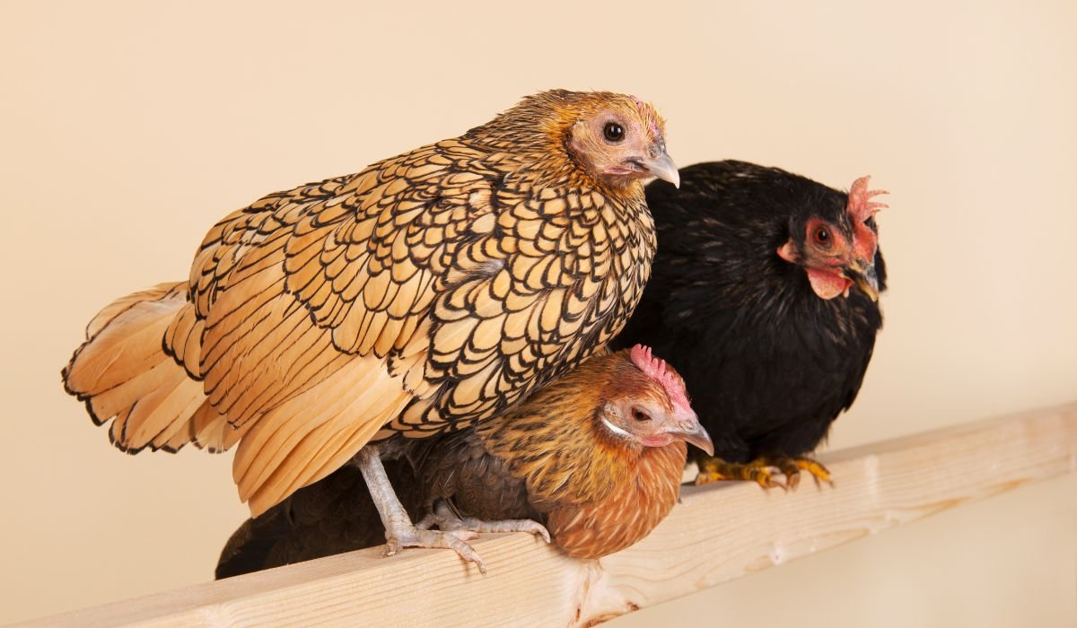 How Seabright Chickens Rock A Million Dollar Vibe!