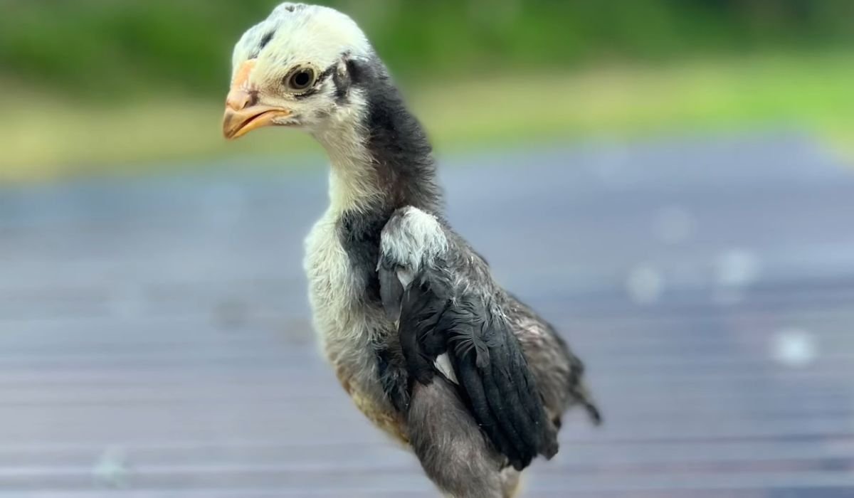 What Are The 7 Breeds Of Shamo Chickens? FowlFamily