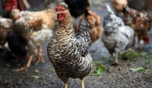 7 Steps To Raise The Sanjak Longcrower Chicken! - FowlFamily