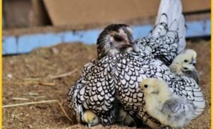 How Seabright Chickens Rock A Million Dollar Vibe!
