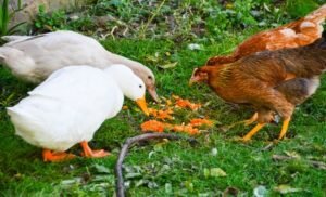 11 Guides For Raising Ducks With Chickens Together!