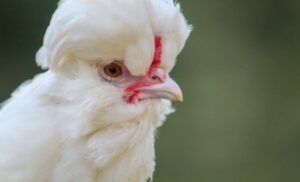 Vorwerk Chickens: Eggs Layers And Flier?