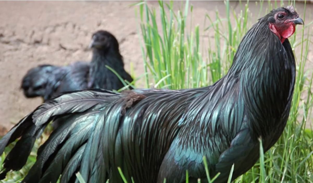 6 Personality Of The Sumatra Chickens! FowlFamily