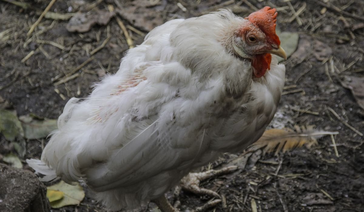 How To Help Your Dehydrated Chickens (+8 Tips Included)