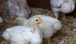 15 Cool Chicken Roost Ideas That They Love! - FowlFamily