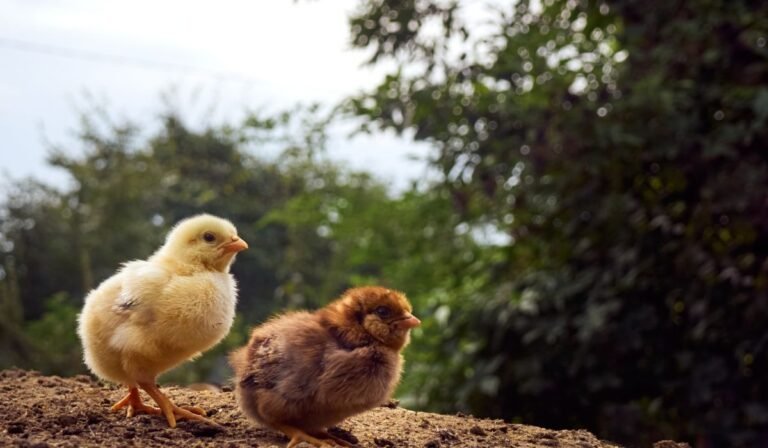 Fowl Pox In Chickens (6 Prevention And Treatment!)