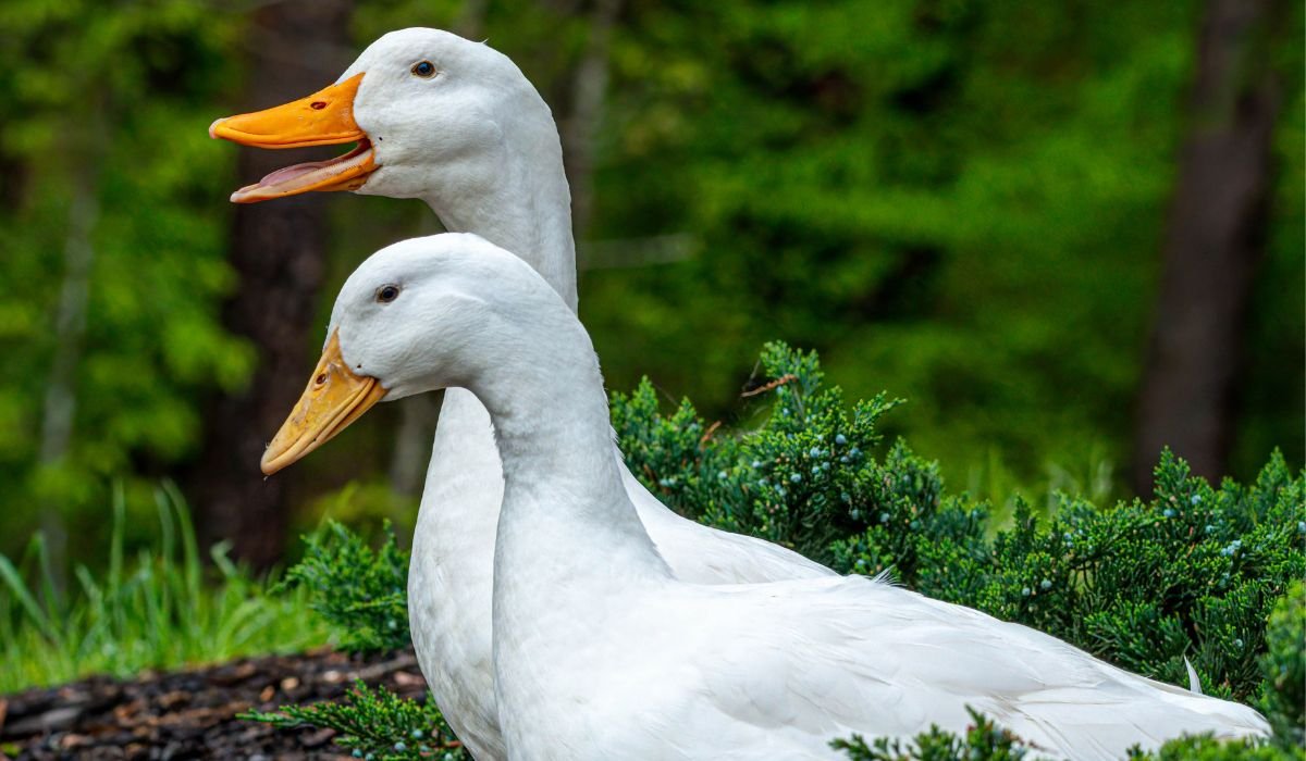 3 Notable Purposes Of The Pekin Duck Breed - FowlFamily