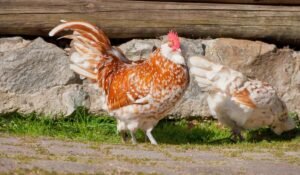 11 Guides To Raise Deathlayer Chicken Breed! - FowlFamily