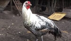 11 Guides To Raise Deathlayer Chicken Breed! - FowlFamily