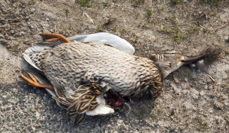 Why Did My Duck Die? 11 Reasons Explained! - FowlFamily