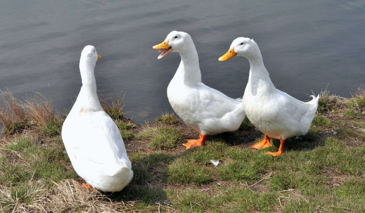 3 Notable Purposes Of The Pekin Duck Breed - FowlFamily