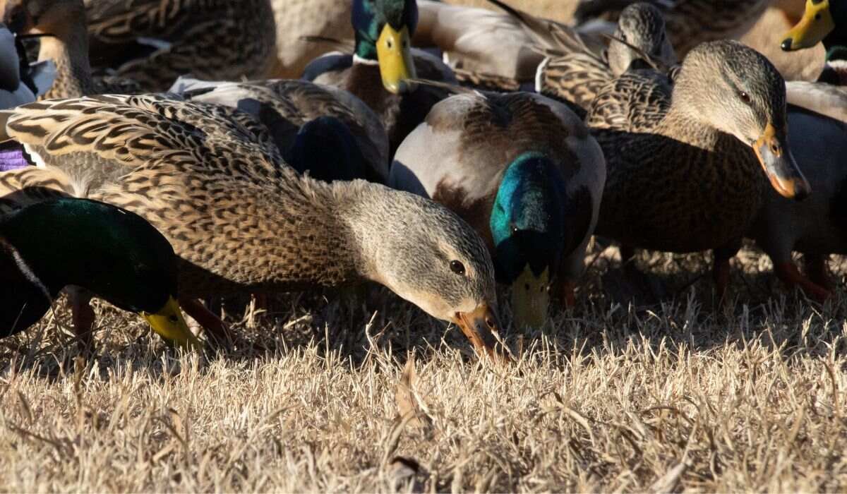 Can Ducks Eat Oats? [Safe But 2 Risk Associated]