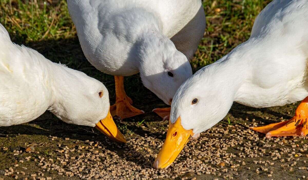 3 Notable Purposes Of The Pekin Duck Breed - FowlFamily