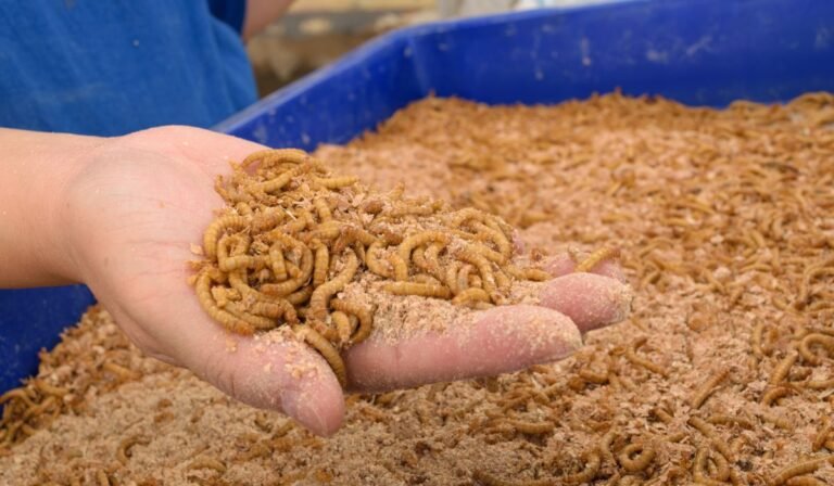 My Chickens Ate Insects! Should I Be Worried? - FowlFamily