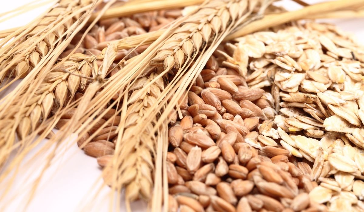 Can Ducks Eat Oats? [Safe But 2 Risk Associated]