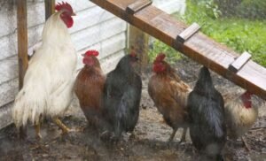 Are Chickens Safe In The Rain? Light Rain Only! - FowlFamily