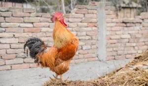 13 Sounds And Noises Chickens Make - FowlFamily