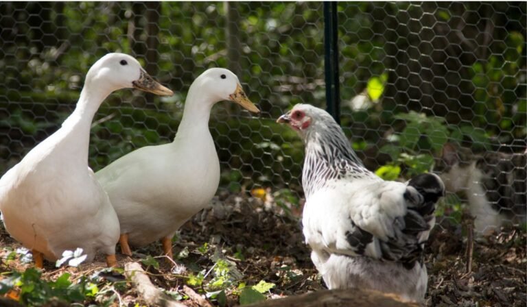 11 Guides For Raising Ducks With Chickens Together!