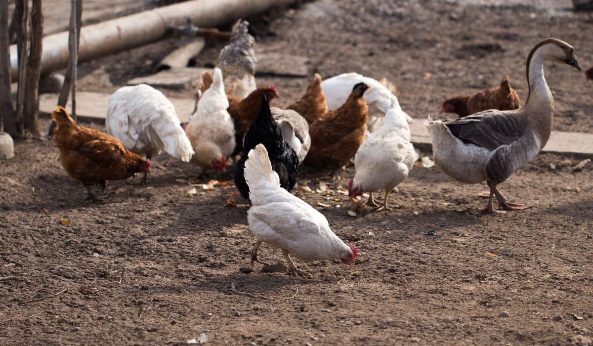 11 Guides For Raising Ducks With Chickens Together!