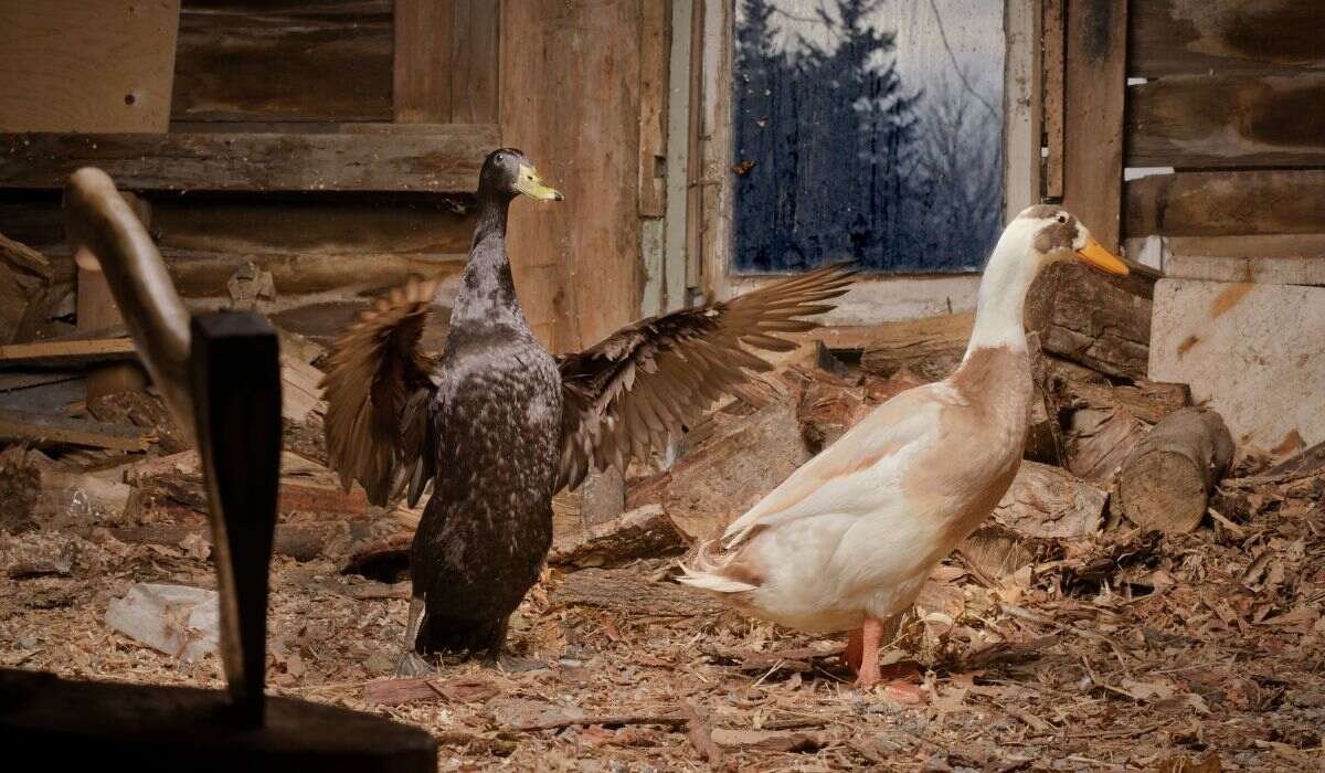 14 Ultimate Guide To Raising Laying Ducks! - FowlFamily