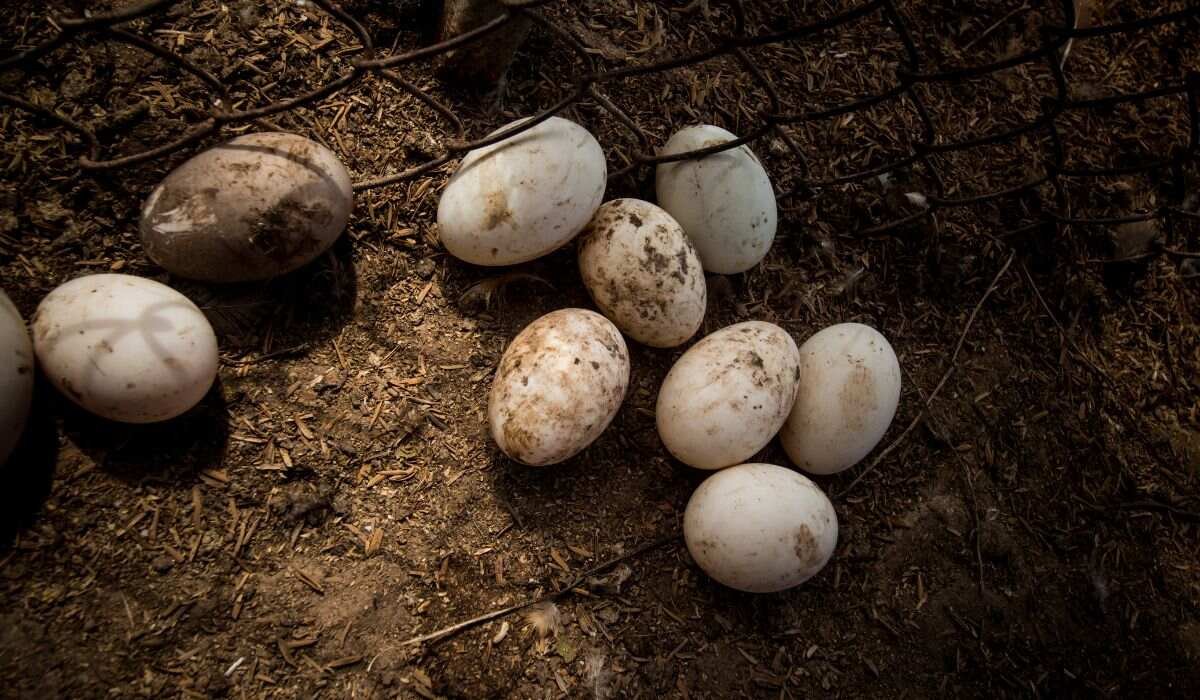 14 Ultimate Guide To Raising Laying Ducks! - FowlFamily