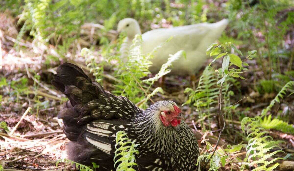 11 Guides For Raising Ducks With Chickens Together!