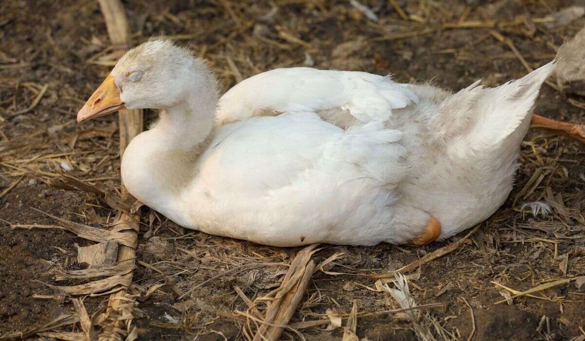 14 Ultimate Guide To Raising Laying Ducks! - FowlFamily