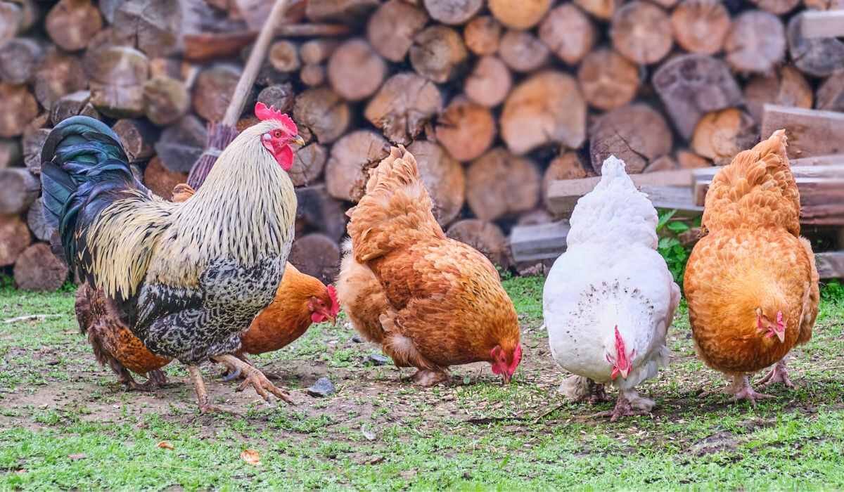 Get 21 Tips For Healthy & Happy Flocks! - FowlFamily