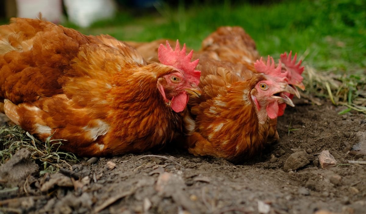 Worms In Chickens? Know The Signs & How To Treat! - FowlFamily - DIY ...