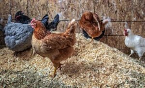 Safe Bedding For Your Chicken? Avoid Cedar Shavings!