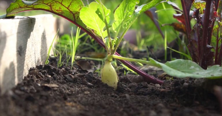 What Vegetables Do Quails Eat? 9 Safe Veggies They Love!