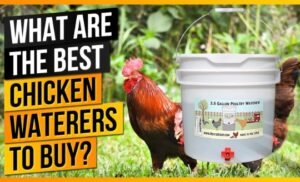 7 Factors To Consider When Choosing A Chicken Waterer!