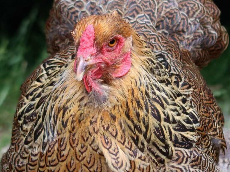 19 Unique Heritage Chicken Breeds You Should Know!