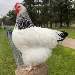19 Unique Heritage Chicken Breeds You Should Know!